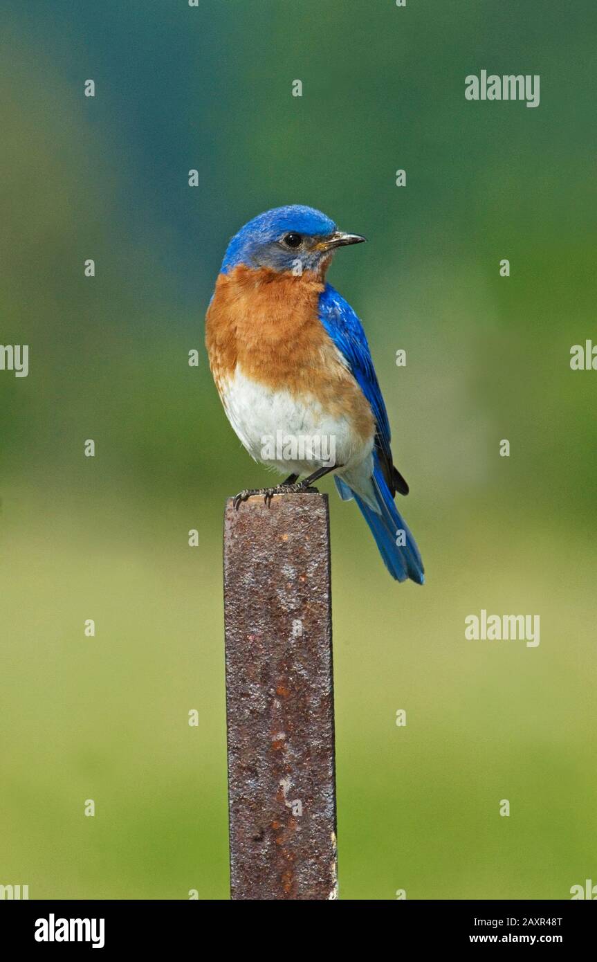 Eastern bluebirds hi-res stock photography and images - Alamy