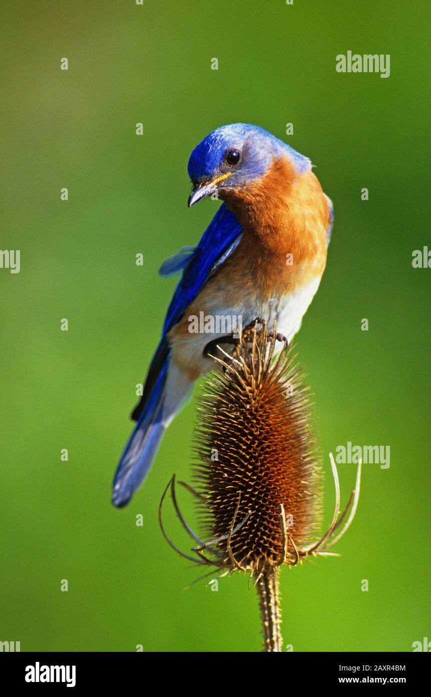 Bluebirds nesting hi-res stock photography and images - Alamy