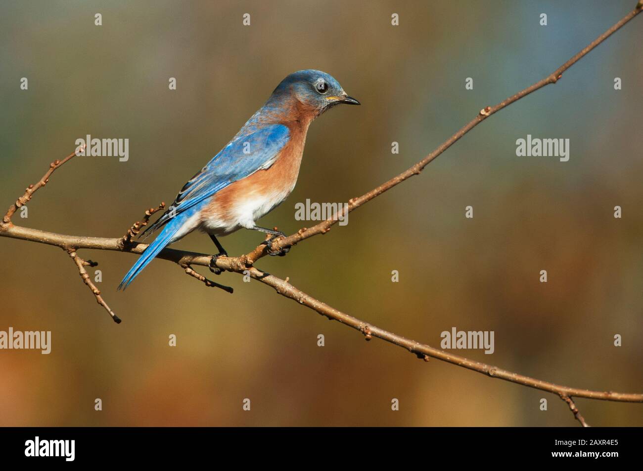 Bluebirds hi-res stock photography and images - Alamy
