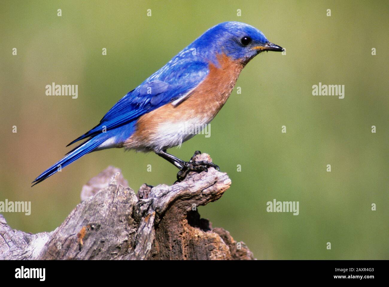Eastern bluebird in spring nesting season Stock Photo - Alamy