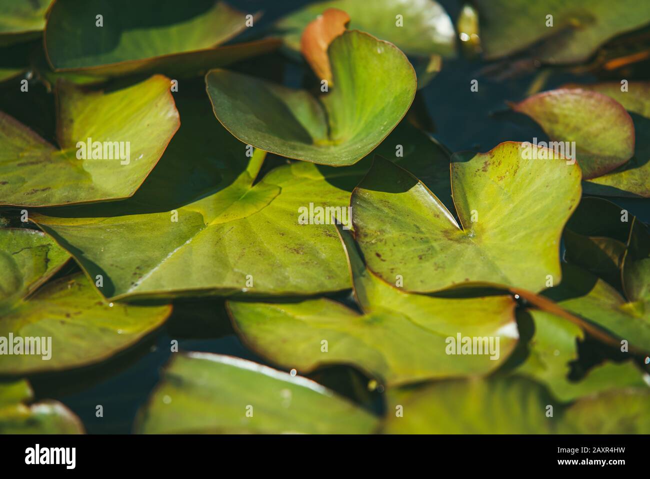 Illuminated lotus flower hi-res stock photography and images - Alamy