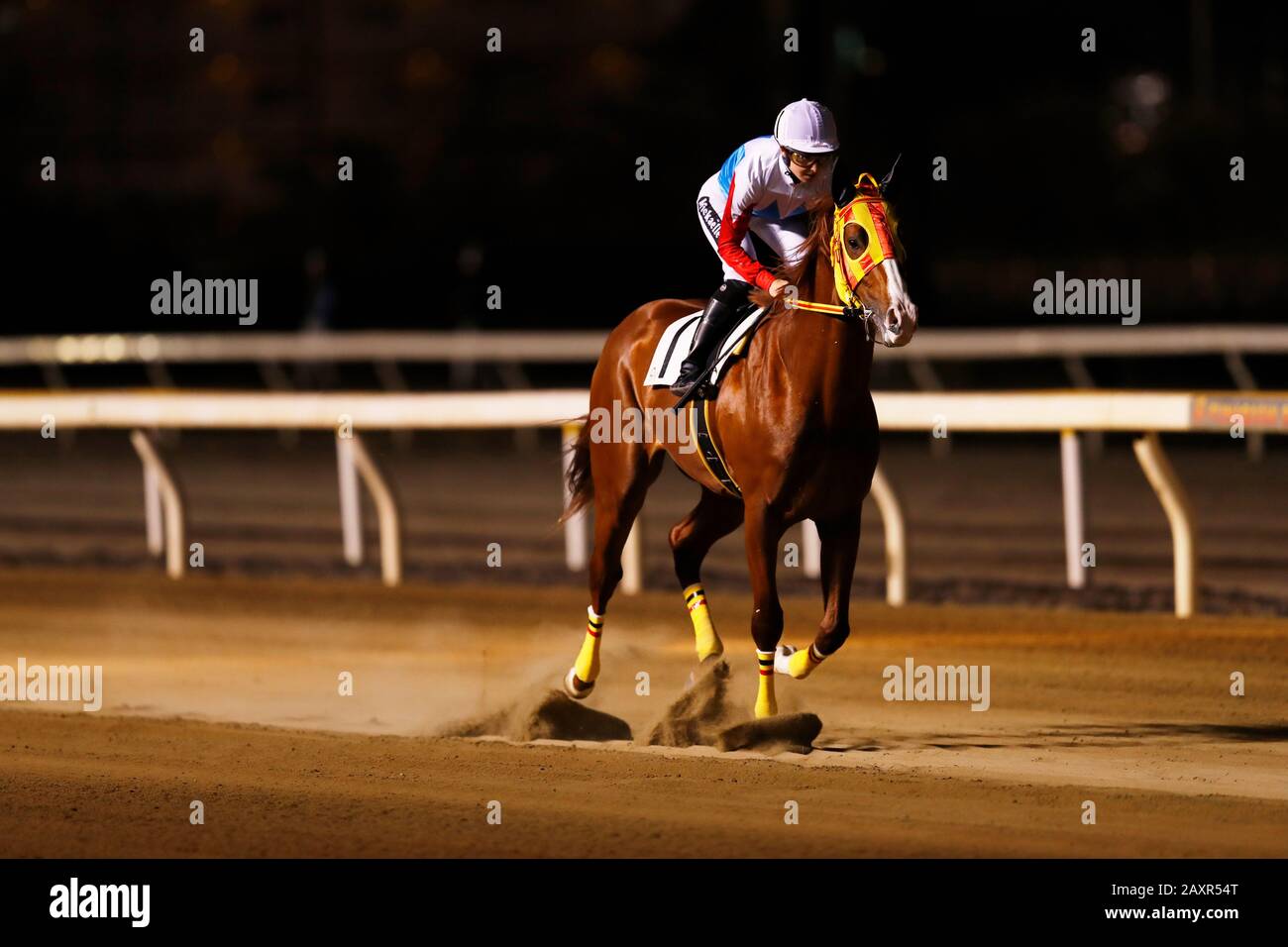 Chiba, Japan. 12th Feb, 2020. Mickaelle Michel Horse Racing : Funabashi ...