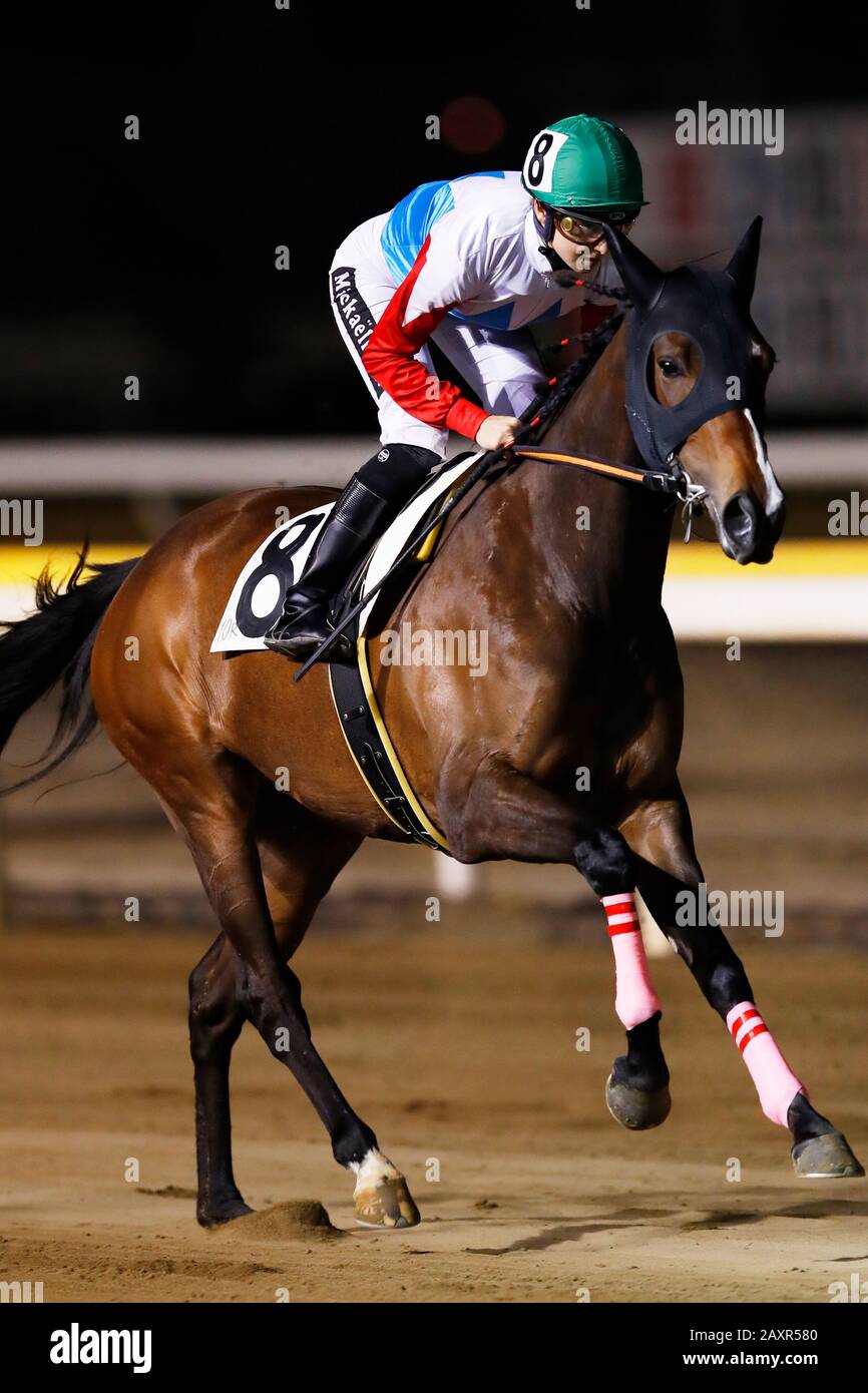 Chiba, Japan. 12th Feb, 2020. Mickaelle Michel Horse Racing : Funabashi ...