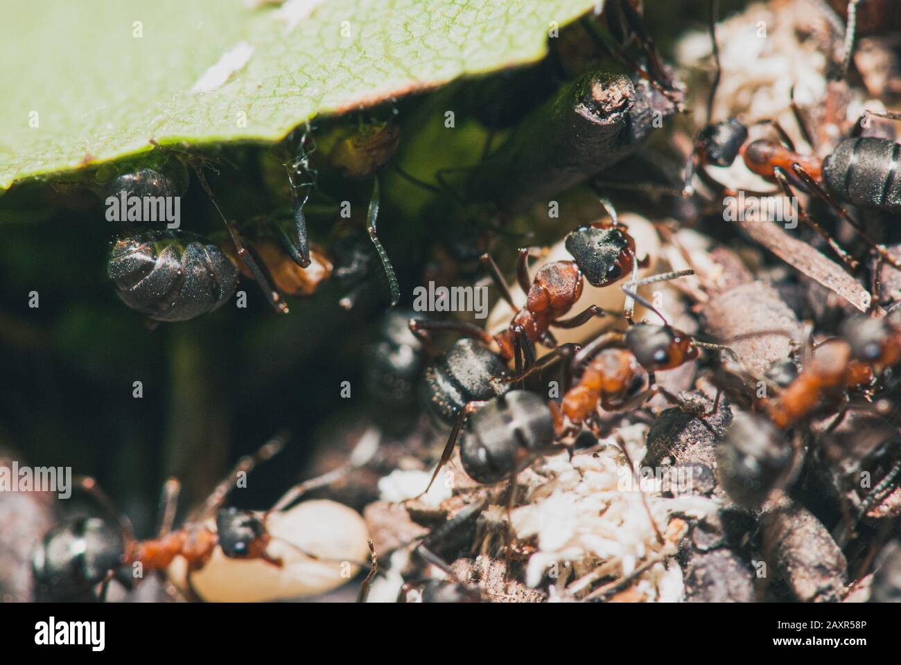 forest ants team carry out their work in an anthill. A perfect example ...