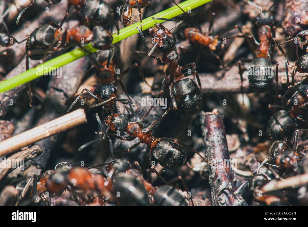 forest ants team carry out their work in an anthill. A perfect example ...