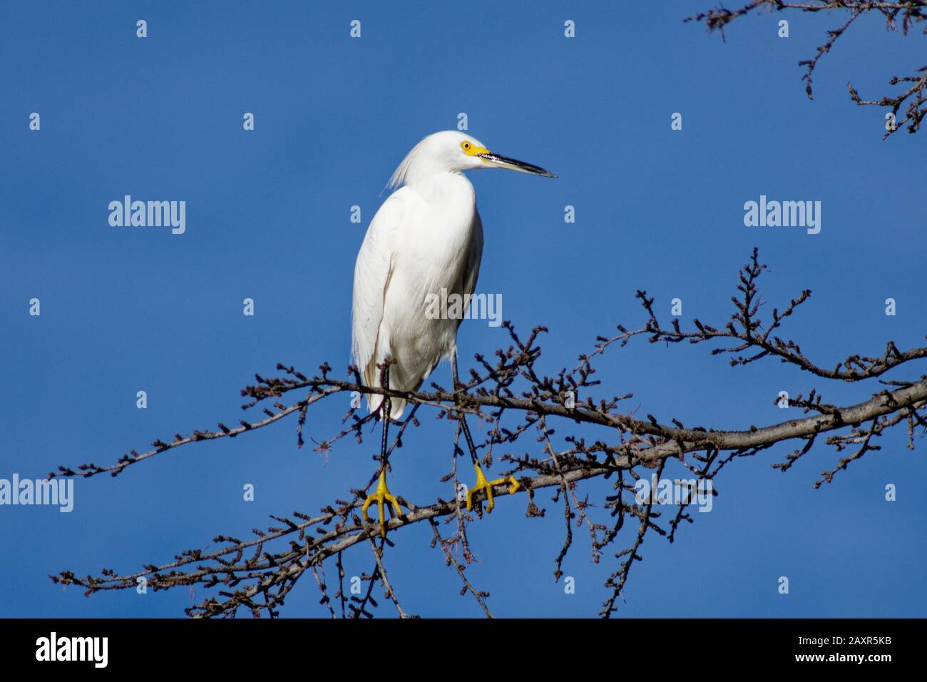 Balboa landing hi-res stock photography and images - Alamy