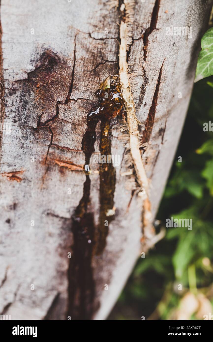 tree wax resin close-up shot with wattle tree trunk and ivy next to it ...