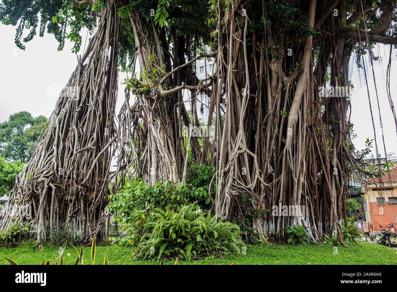 Putting down roots hi-res stock photography and images - Alamy