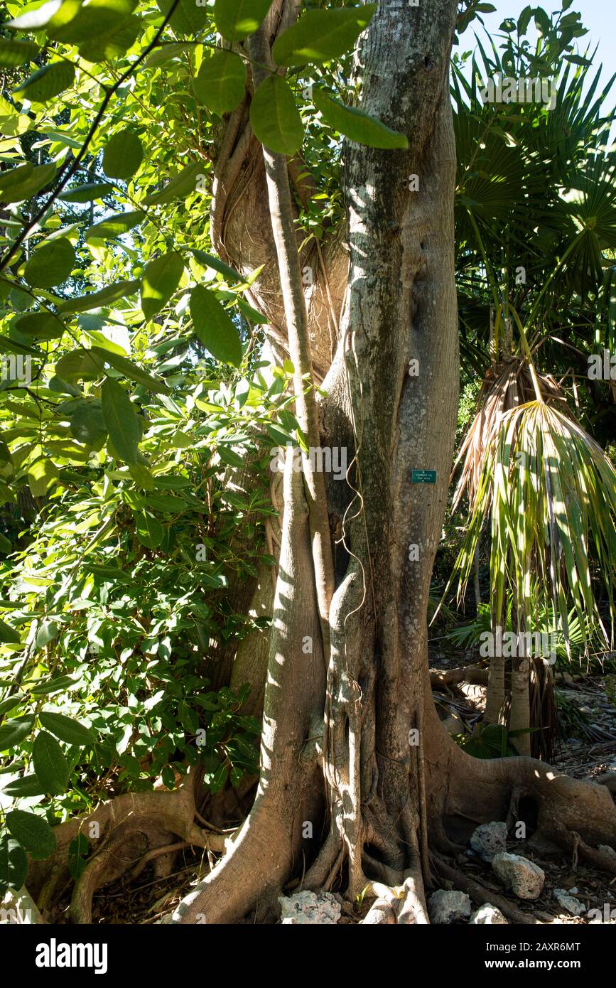 Florida strangler fig hi-res stock photography and images - Alamy