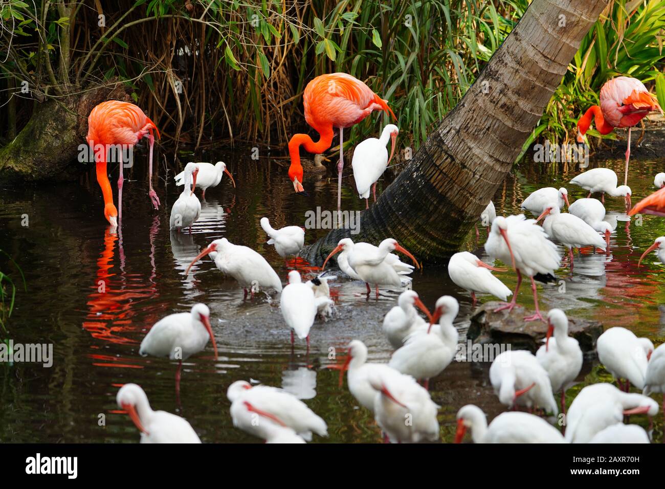 A pink flamingo bird standing on one leg Stock Photo - Alamy