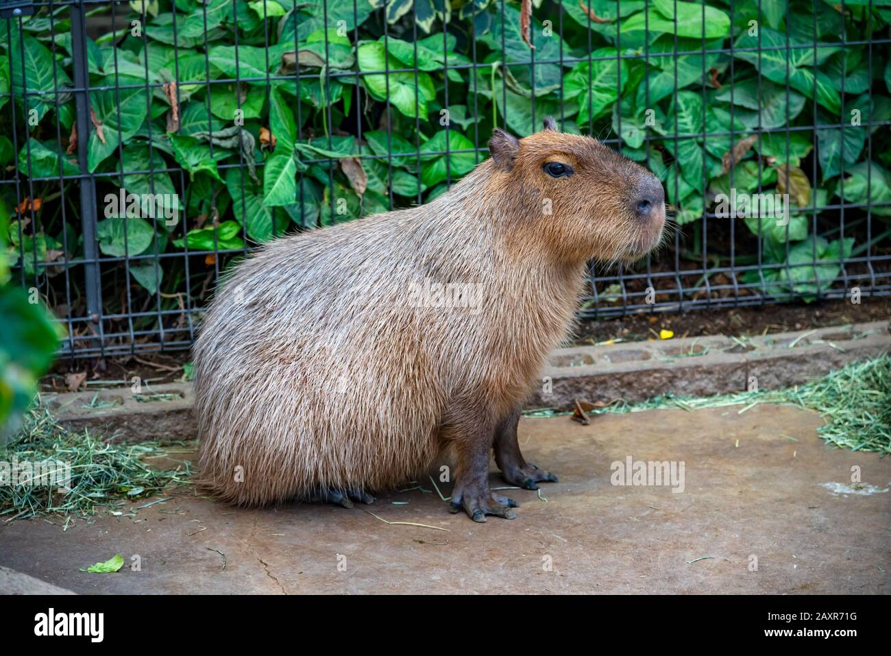 Kobe animal kingdom hi-res stock photography and images - Alamy