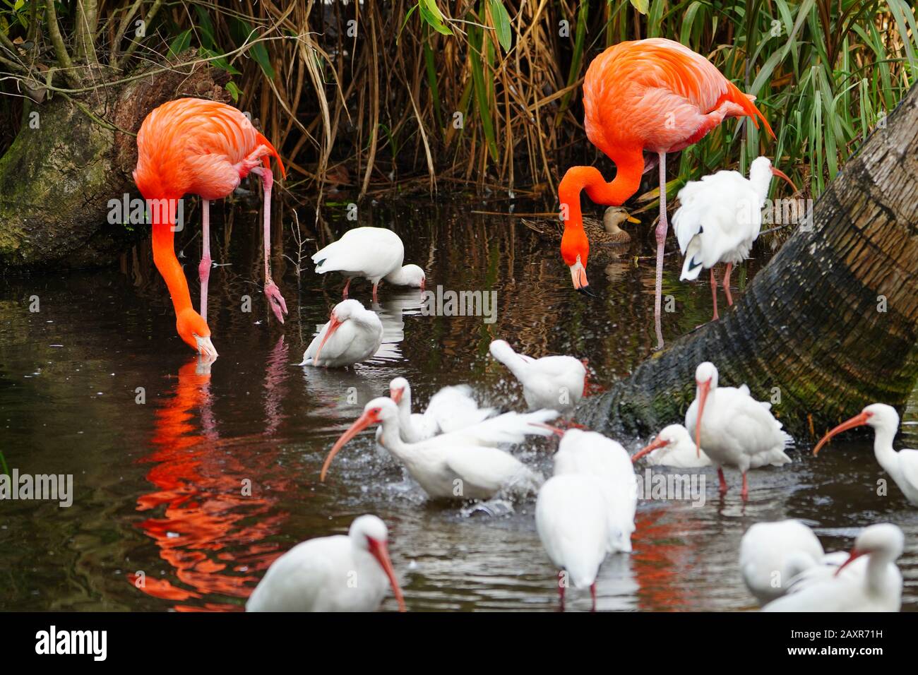 A pink flamingo bird standing on one leg Stock Photo - Alamy