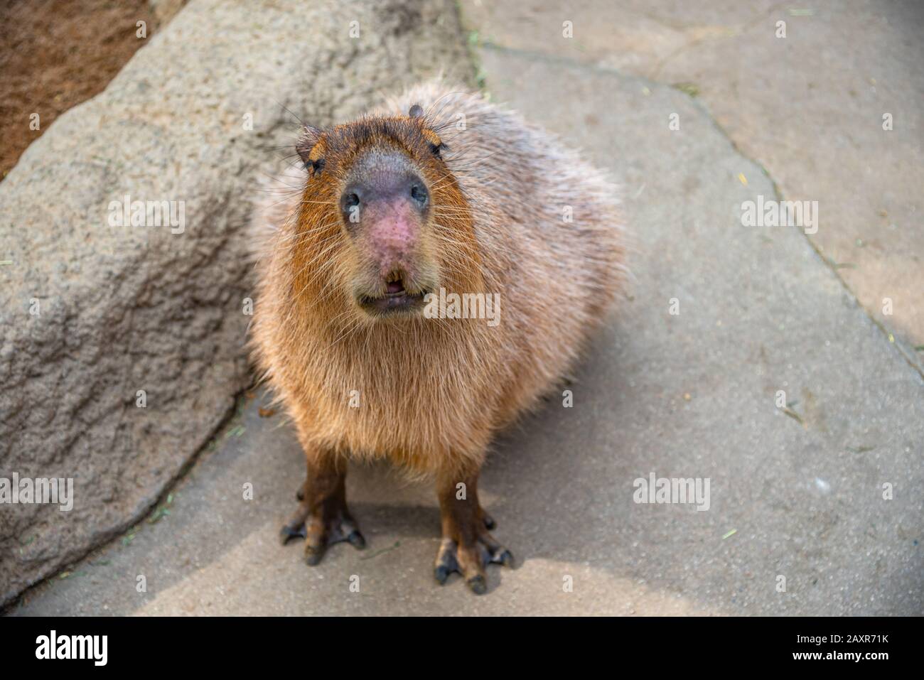 Kobe animal kingdom hi-res stock photography and images - Alamy