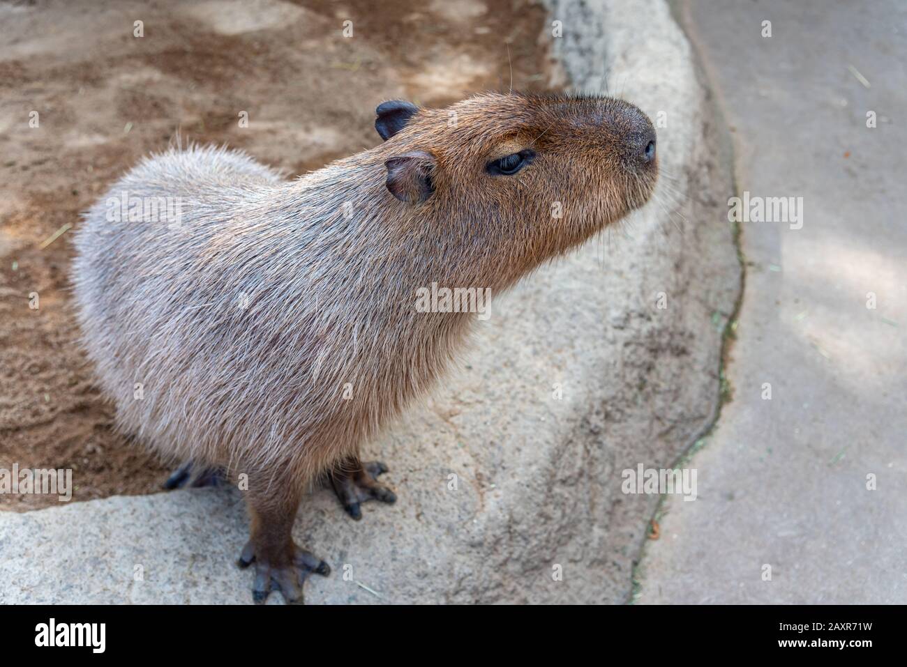 Wet capybara hi-res stock photography and images - Alamy