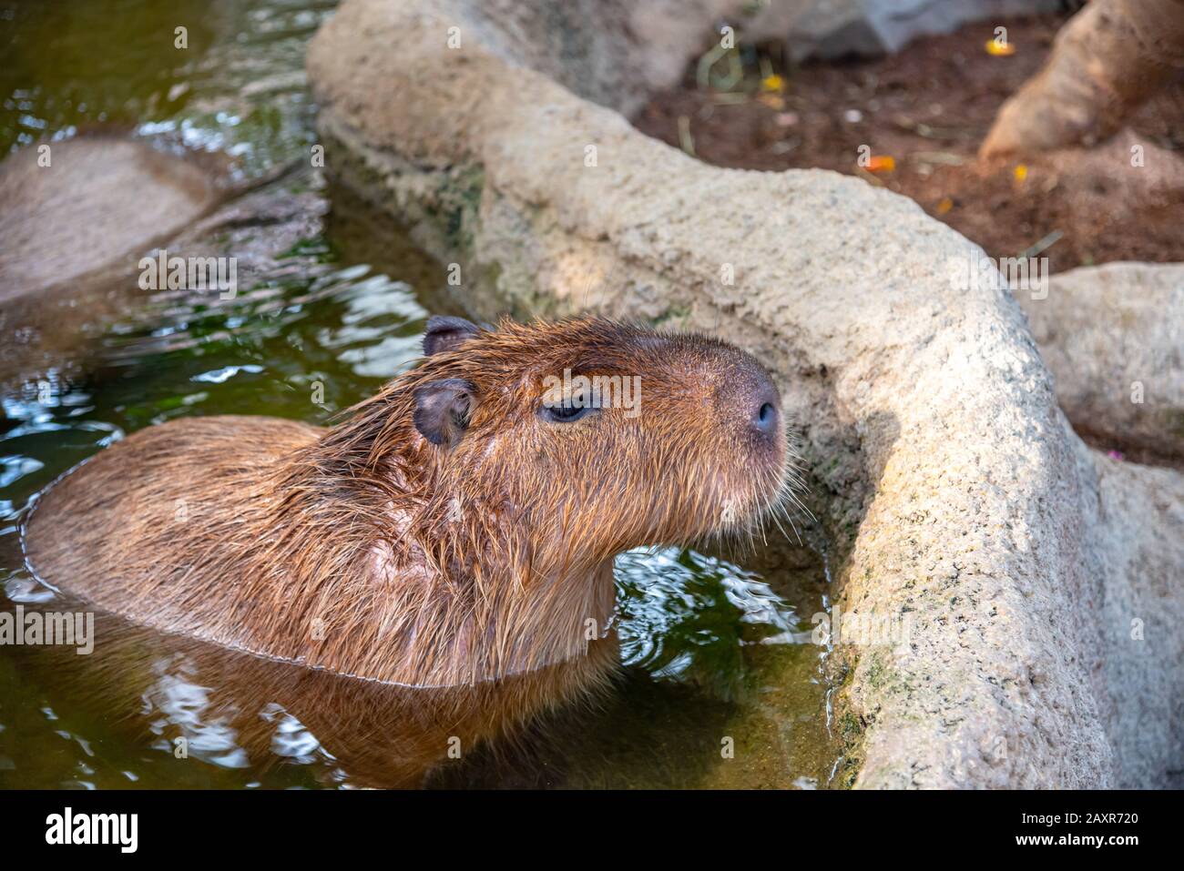 Capybara in natural park in sunny day Stock Photo - Alamy