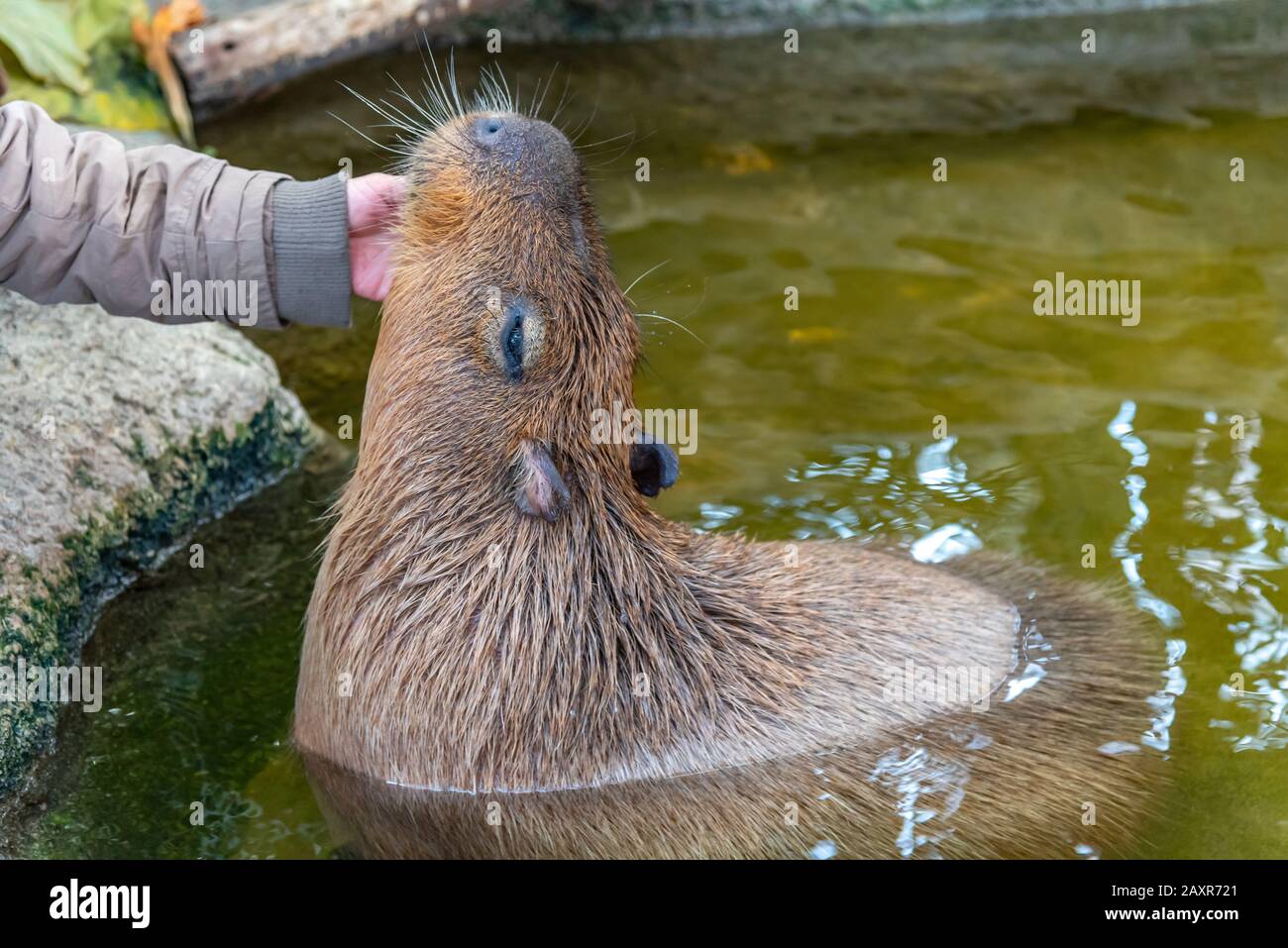 Cute capybara group hi-res stock photography and images - Alamy