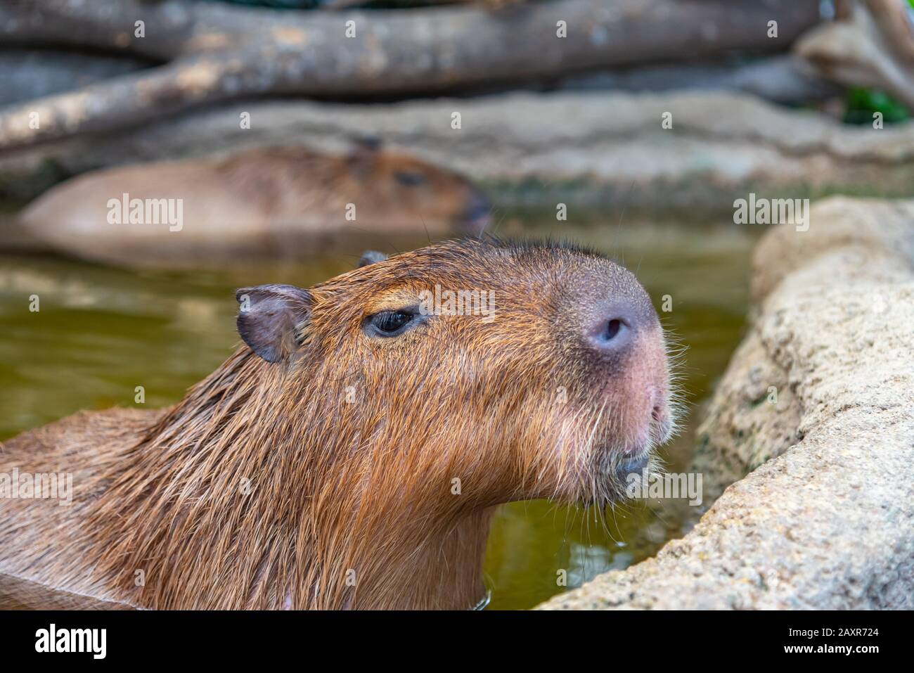 Kobe animal kingdom hi-res stock photography and images - Alamy