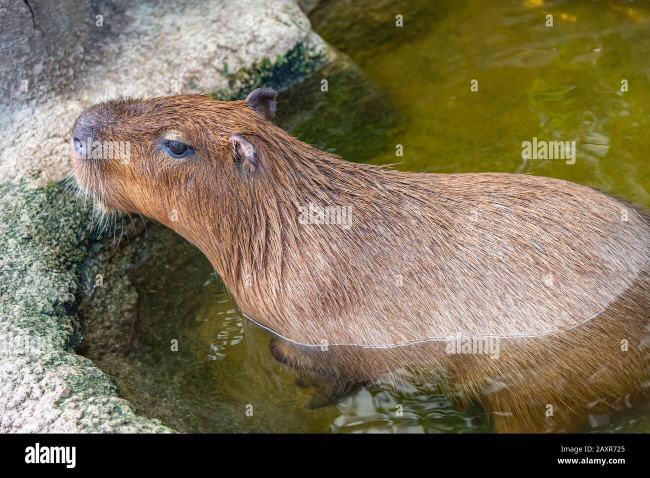 Capybara in natural park in sunny day Stock Photo - Alamy