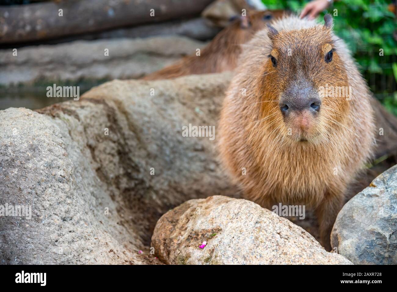 Capybara in natural park in sunny day Stock Photo - Alamy