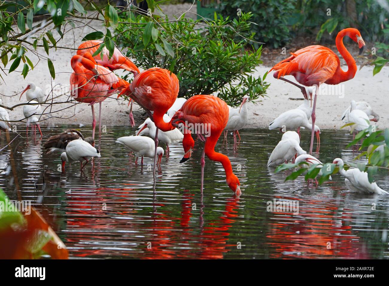 A pink flamingo bird standing on one leg Stock Photo - Alamy