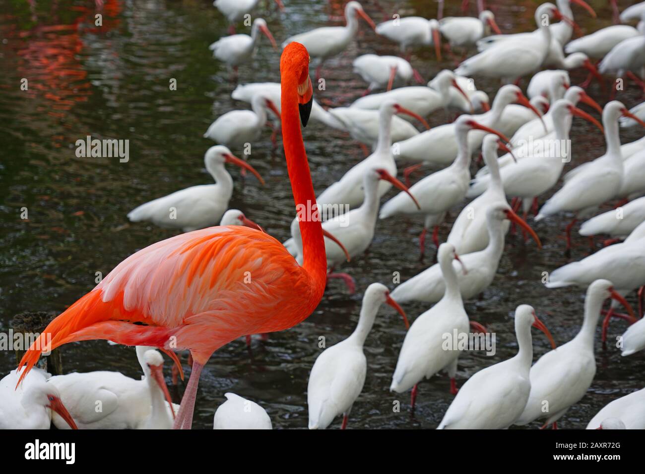 A pink flamingo bird standing on one leg Stock Photo - Alamy