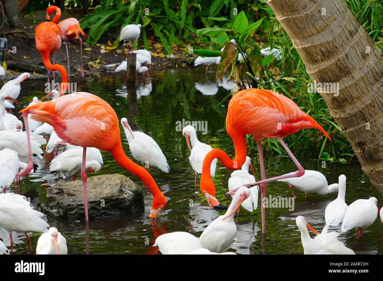 A pink flamingo bird standing on one leg Stock Photo - Alamy
