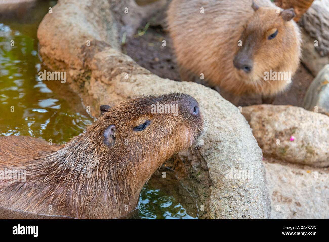 Capybara in natural park in sunny day Stock Photo - Alamy