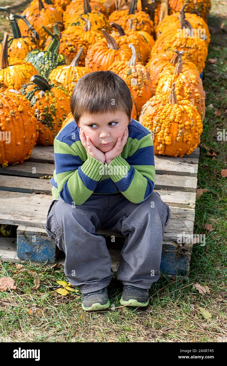 overwhelmed little boy at a pumpkin patch has too many choices Stock ...