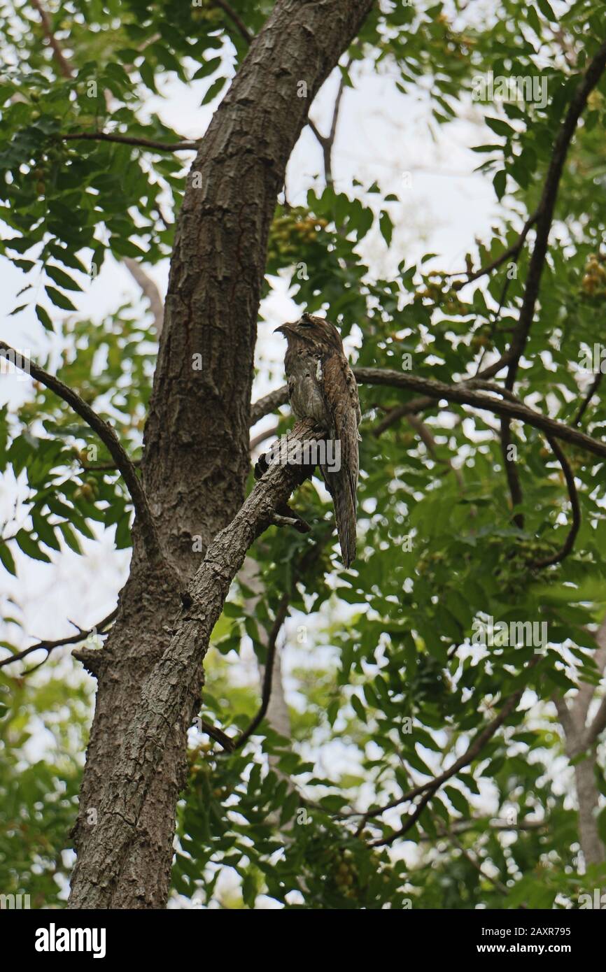 Common Potoo bird camouflage on tree branch in Nicaragua Stock Photo ...
