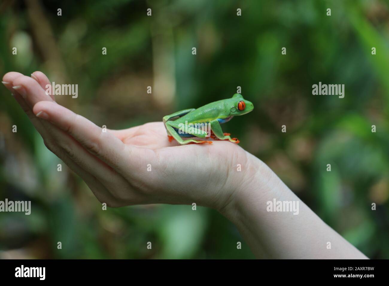 Red-eyed treefrog on woman's hand in Nicaragua rainforest Stock Photo ...