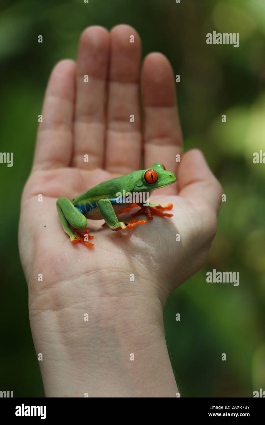 Red-eyed treefrog on woman's hand in Nicaragua rainforest Stock Photo ...