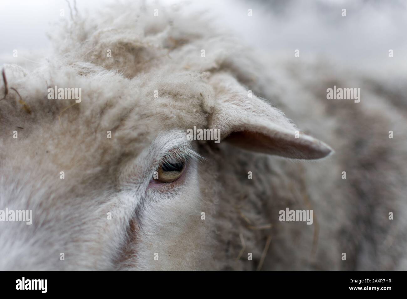 Sheep eye hi-res stock photography and images - Alamy