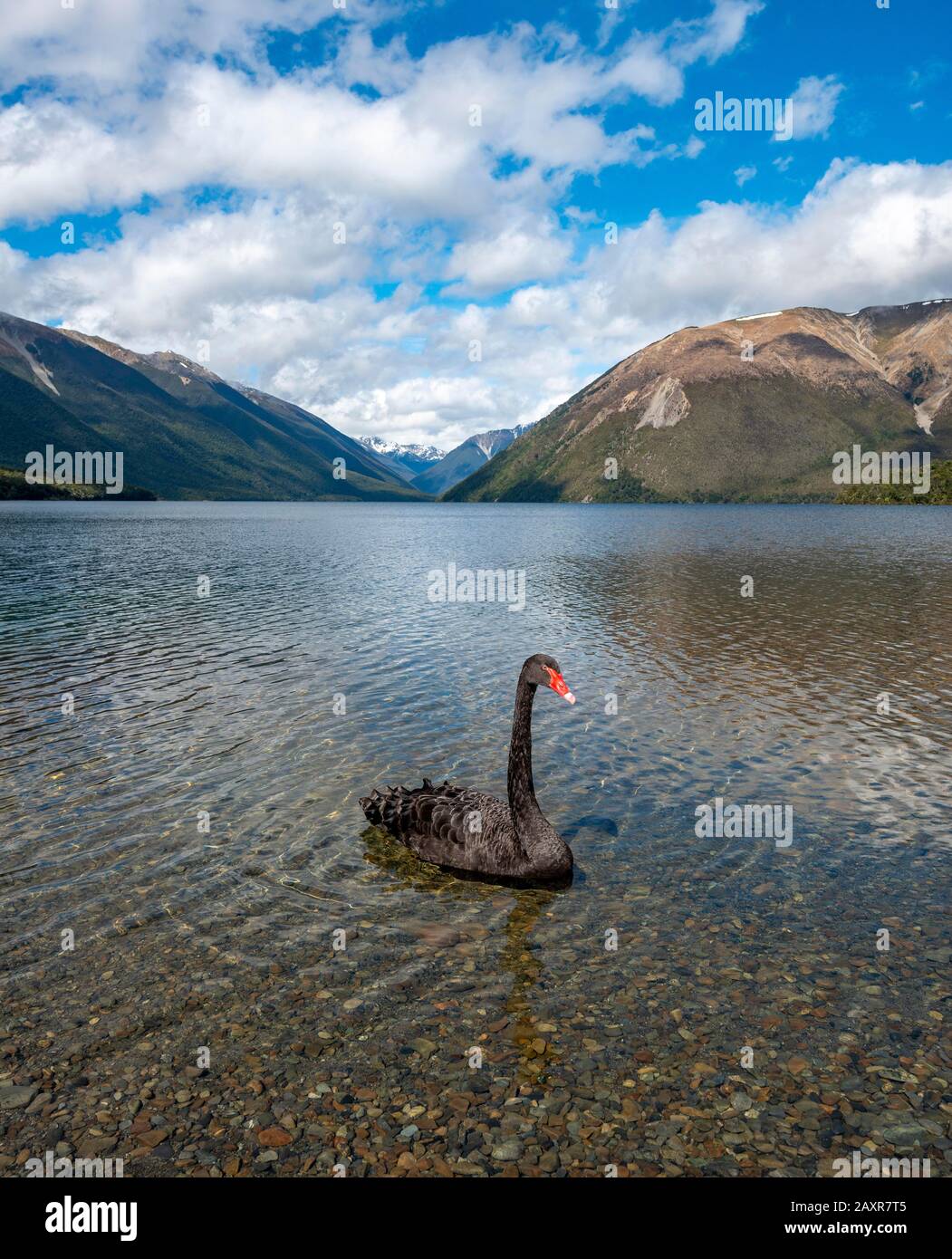 Black swan (Cygnus atratus) at Lake Rotoiti, Nelson Lakes National Park ...