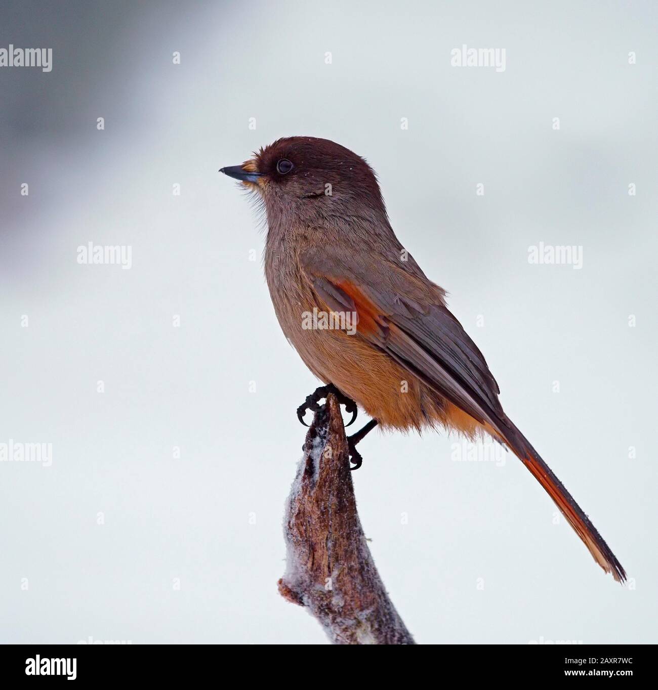 Siberian Jay (Perisoreus infaustus), Kuusamo, Finland Stock Photo - Alamy