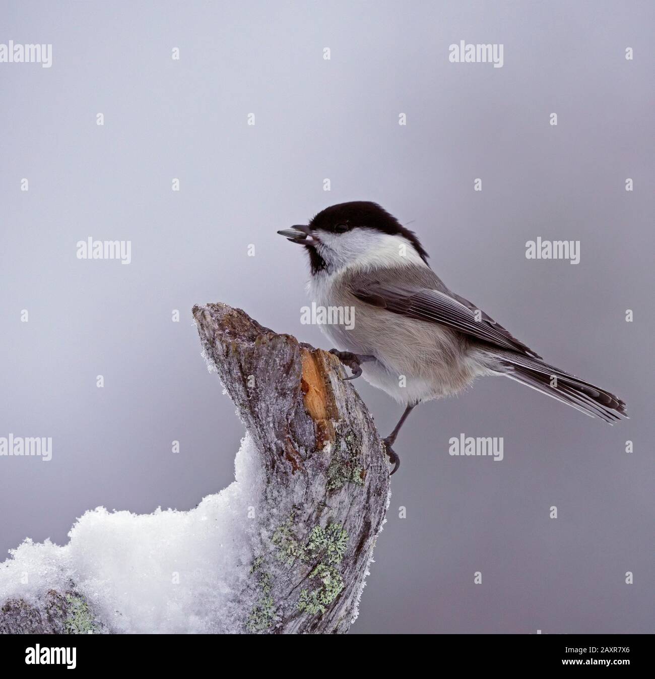 Willow tit (Parus montanus), Kuusamo, Lapland, Finland Stock Photo - Alamy
