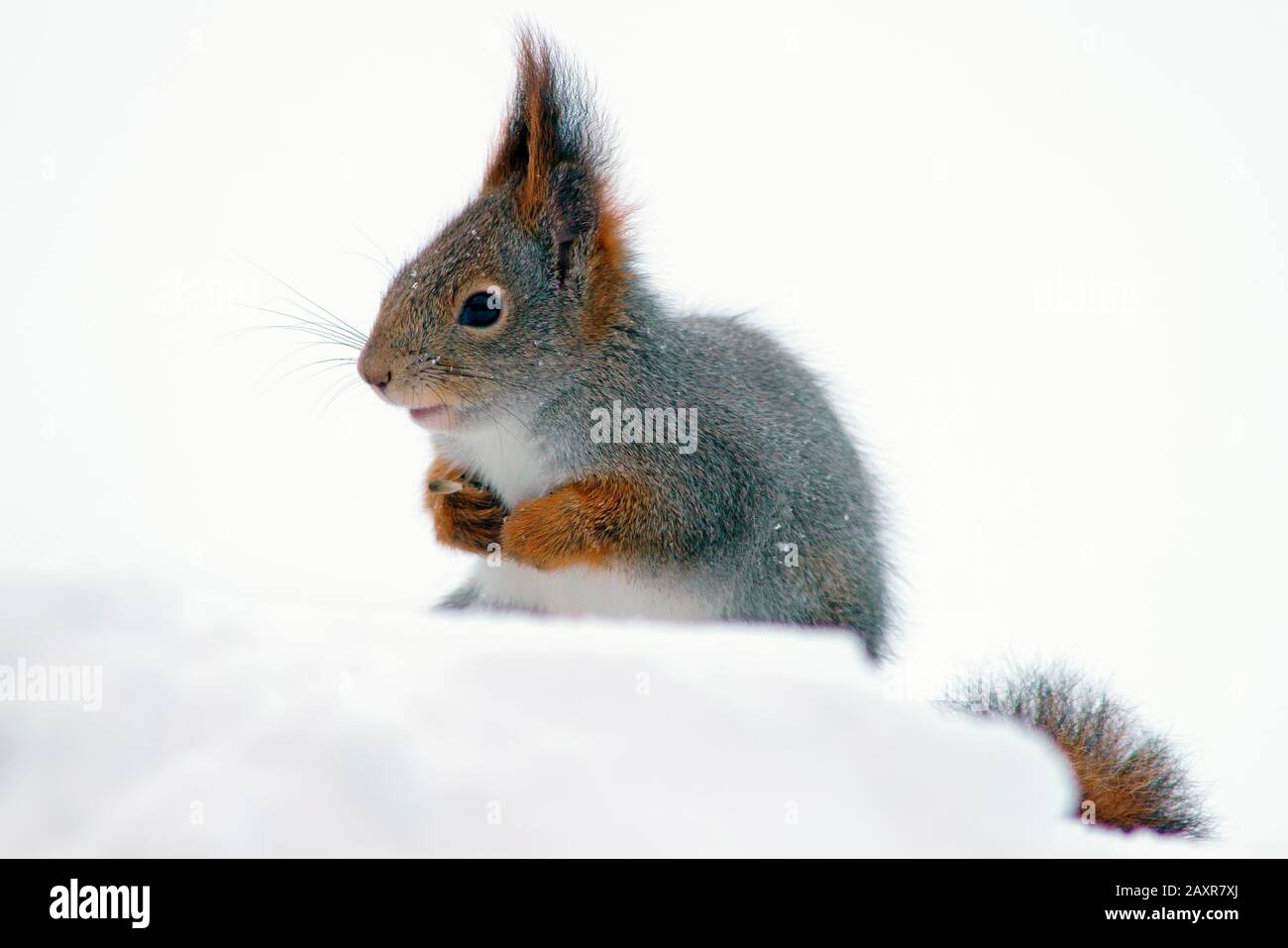 Eurasian red squirrel (Sciurus vulgaris), feeds in snow, Kuusamo ...