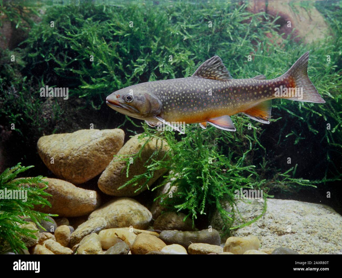 Brook trout, (Salvelinus fontinalis), captive, France Stock Photo - Alamy