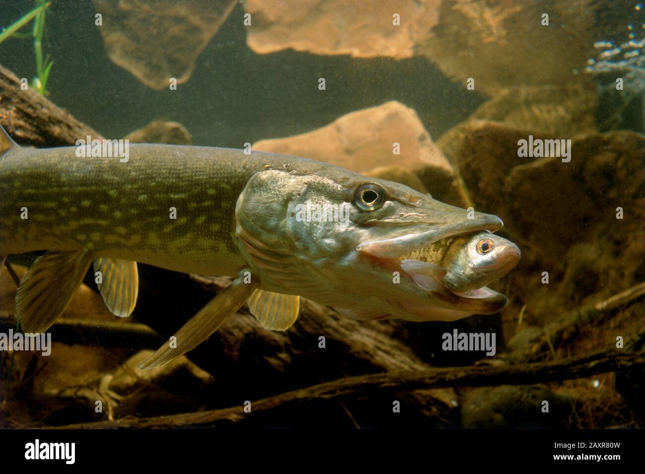 Northern pike (Esox lucius), feeding prey fish, captive, France Stock ...