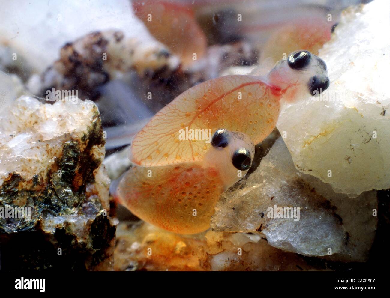 Brown trout (Salmo trutta fario), hatching, captive, France Stock Photo ...