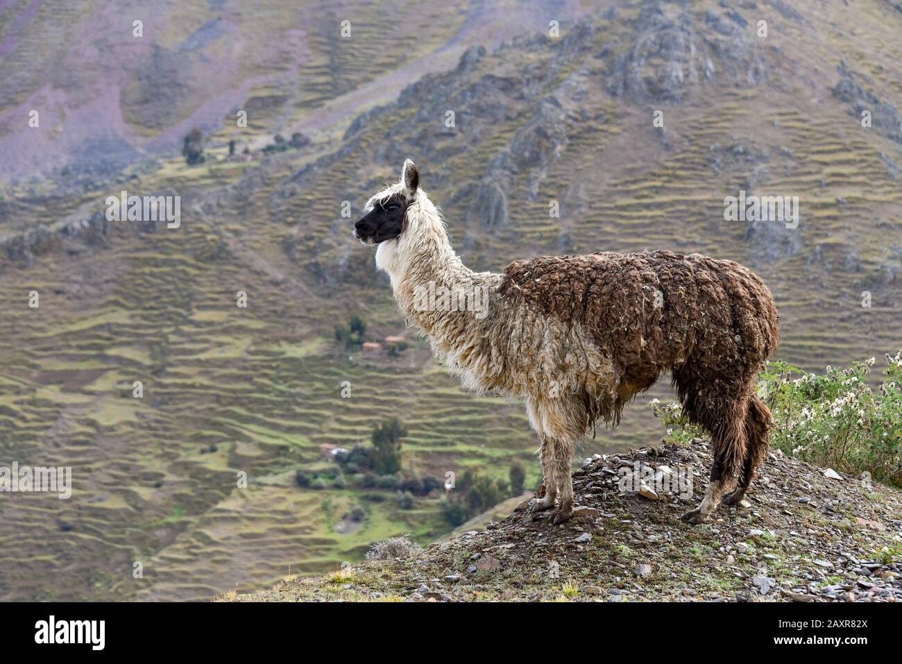 Llama (Llama glama) in front of mountain, near Cusco, Andes, Peru Stock ...