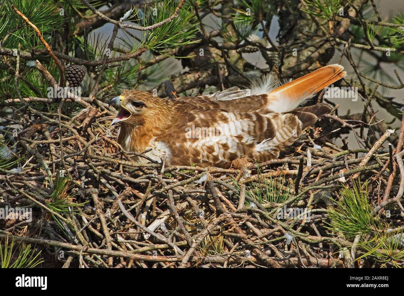 red-tailed hawk nesting Stock Photo - Alamy