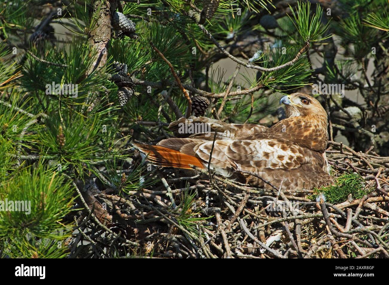 red-tailed hawk nesting Stock Photo - Alamy
