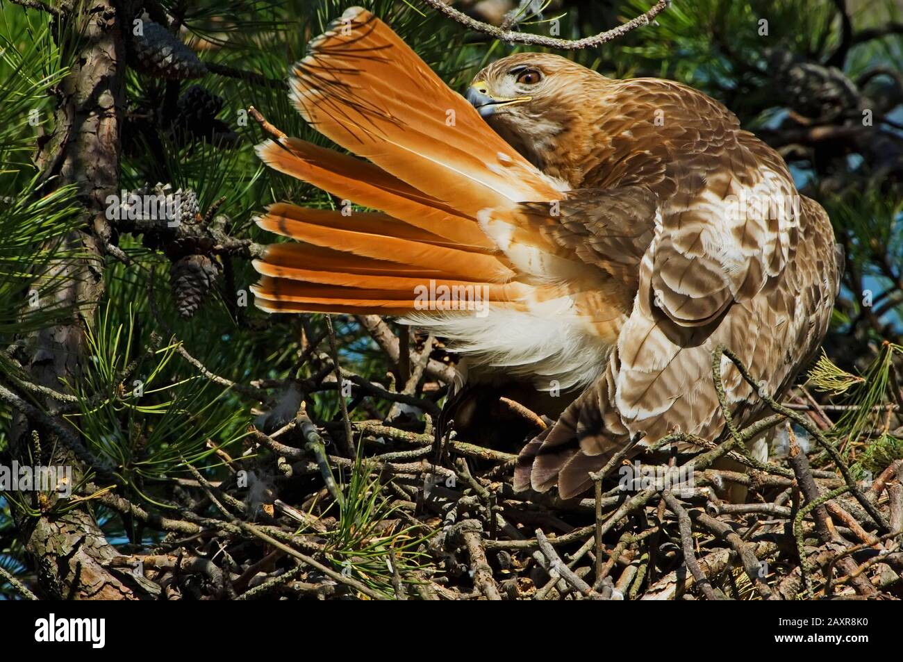 Red tail hawk nest hi-res stock photography and images - Alamy
