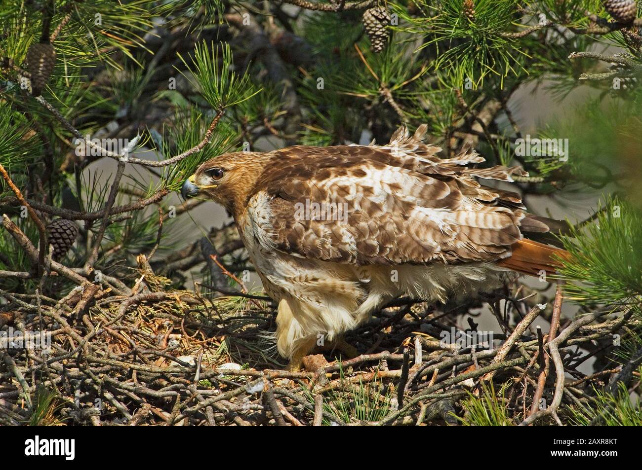 Hawk birds of prey hi-res stock photography and images - Alamy