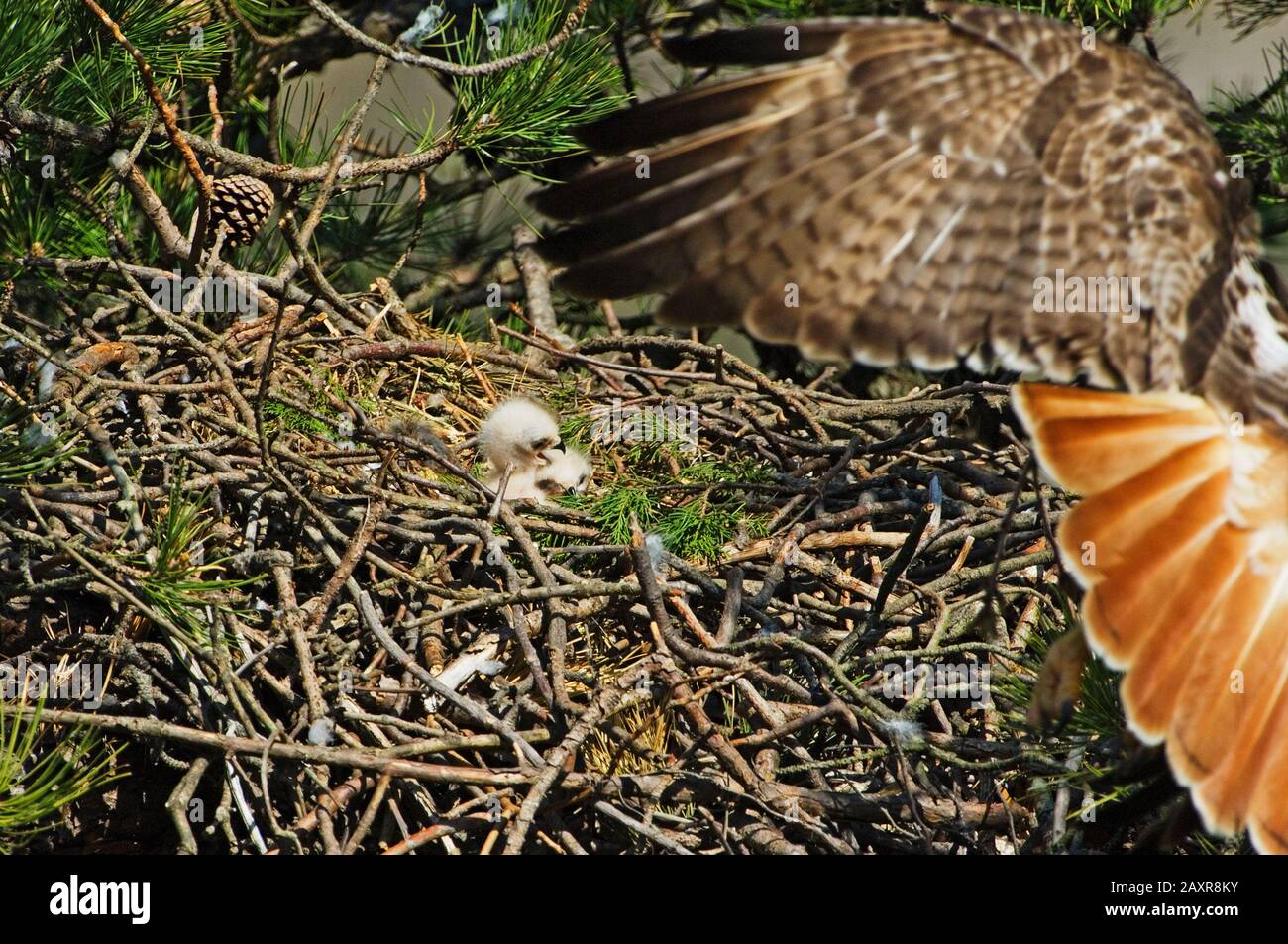 red-tailed hawk nesting with baby chicks Stock Photo - Alamy