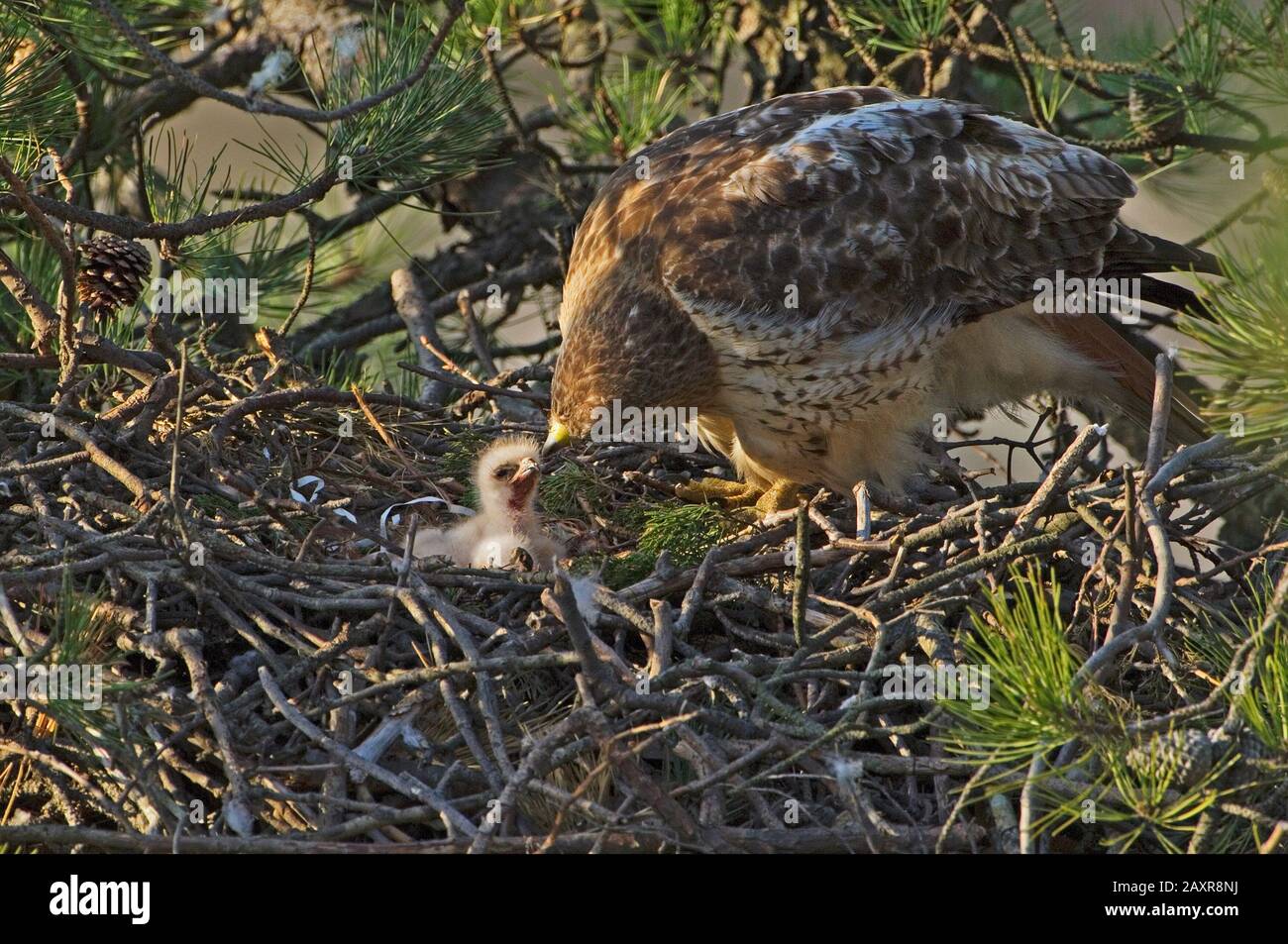 red-tailed hawk nesting with baby chicks Stock Photo - Alamy