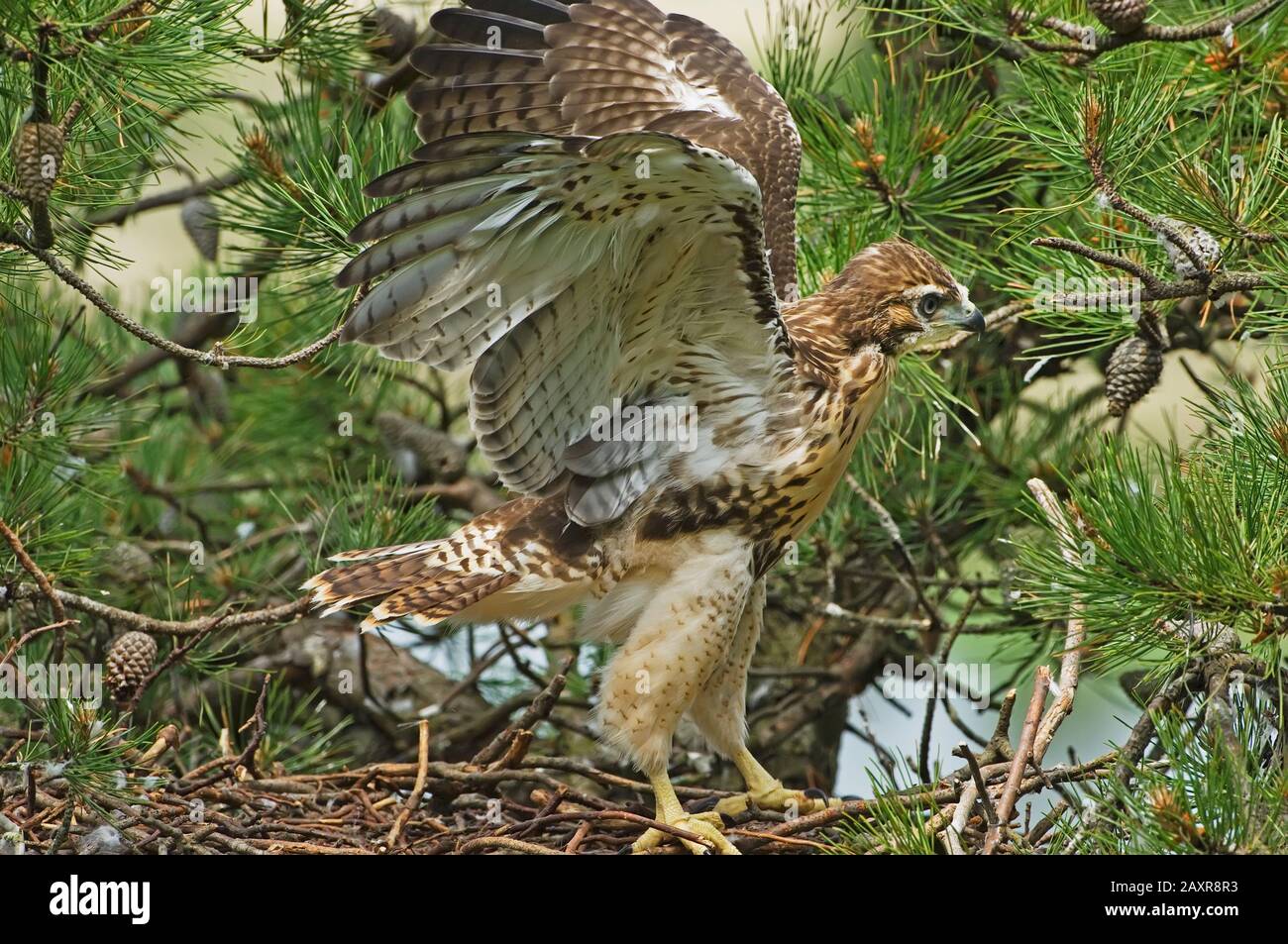 Hawk birds of prey hi-res stock photography and images - Alamy