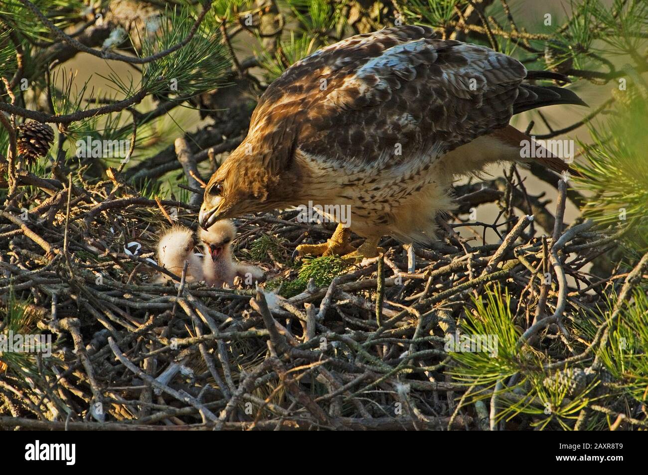 red-tailed hawk nesting with baby chicks Stock Photo - Alamy