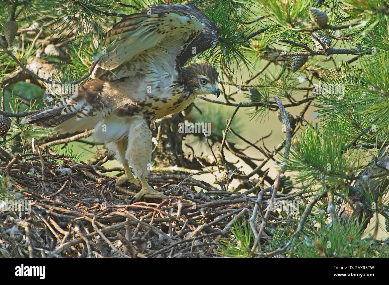 Young red tailed hawk hi-res stock photography and images - Alamy