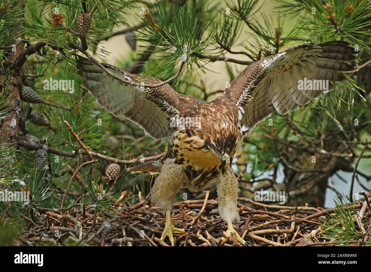 Hawk fledgling hi-res stock photography and images - Alamy